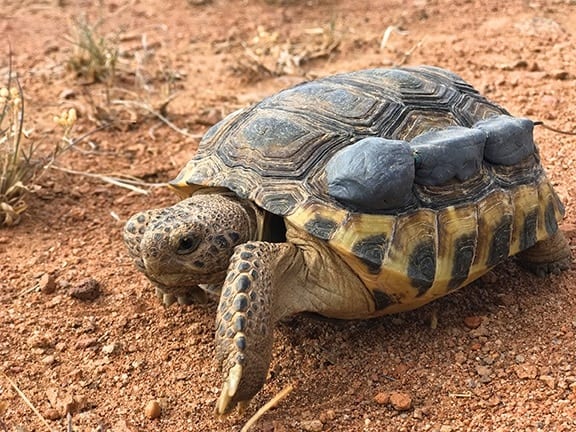 New Mexico’s Ladder Ranch: An Eco-Conscious Expedition